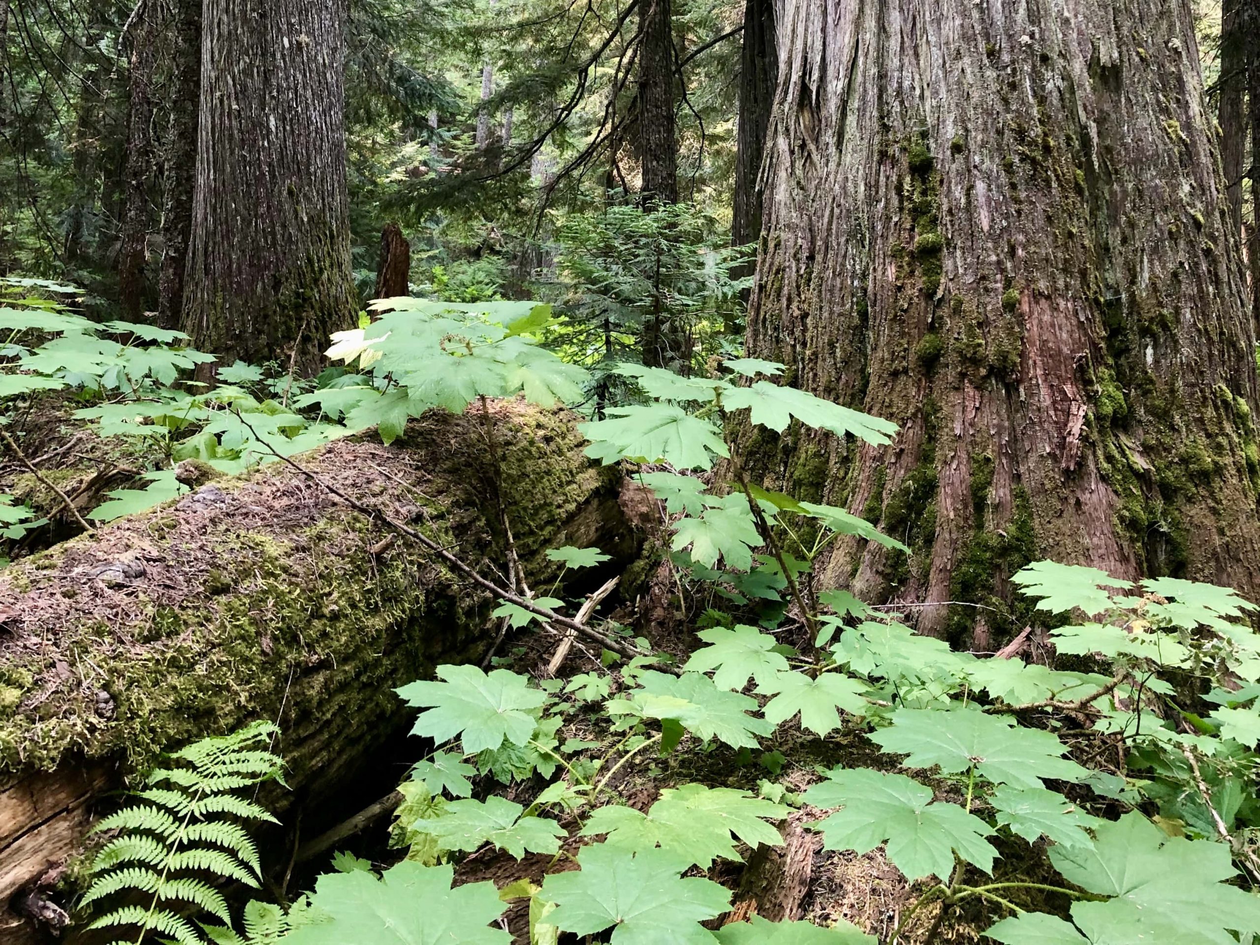 Ancient Cedars Trail Near Whistler, British Columbia - Out & Across