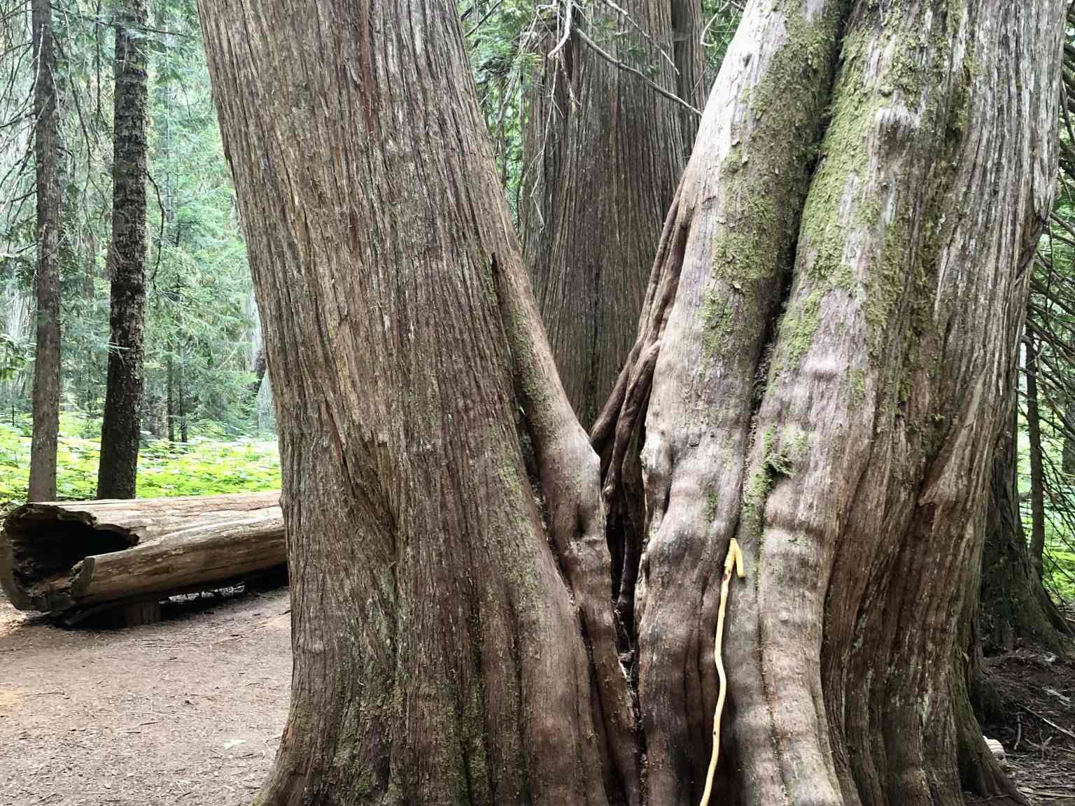 Ancient Cedars Trail Hike in Beautiful British Columbia – Out and Across