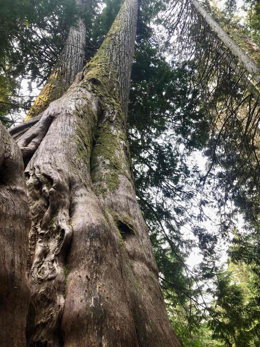 Ancient Cedars Trail Near Whistler, British Columbia - Out & Across