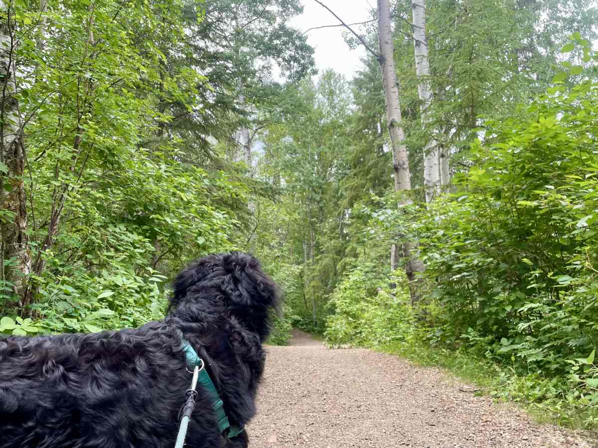 Devon River Valley Trail Near Edmonton, Alberta - Out and Across