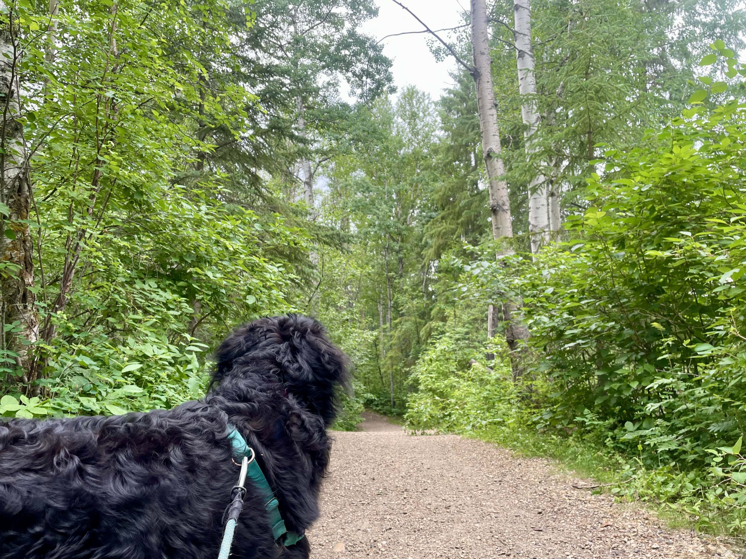 Devon River Valley Trail Near Edmonton, Alberta - Out and Across