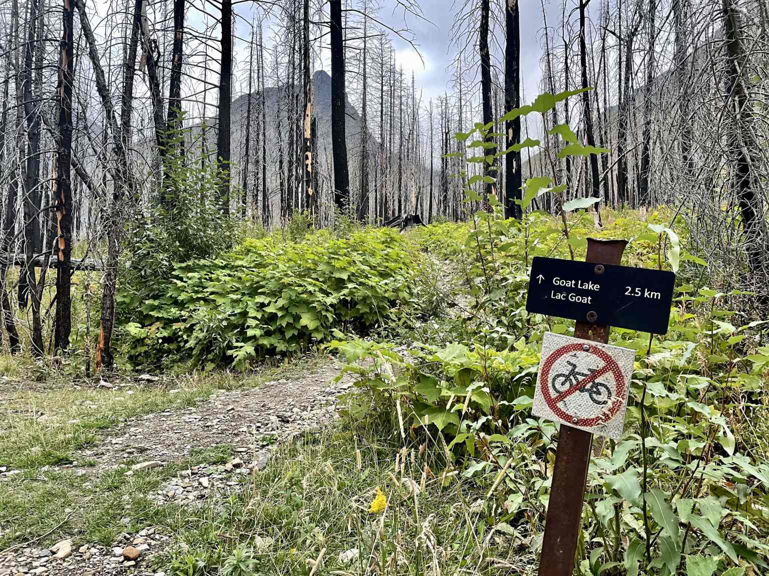 2-Day Goat Lake Hike and Avion Ridge in Waterton Park - Out & Across