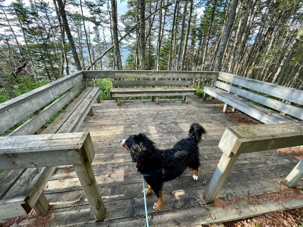 Barnaby Head Trail in New River Beach Provincial Park - Out & Across