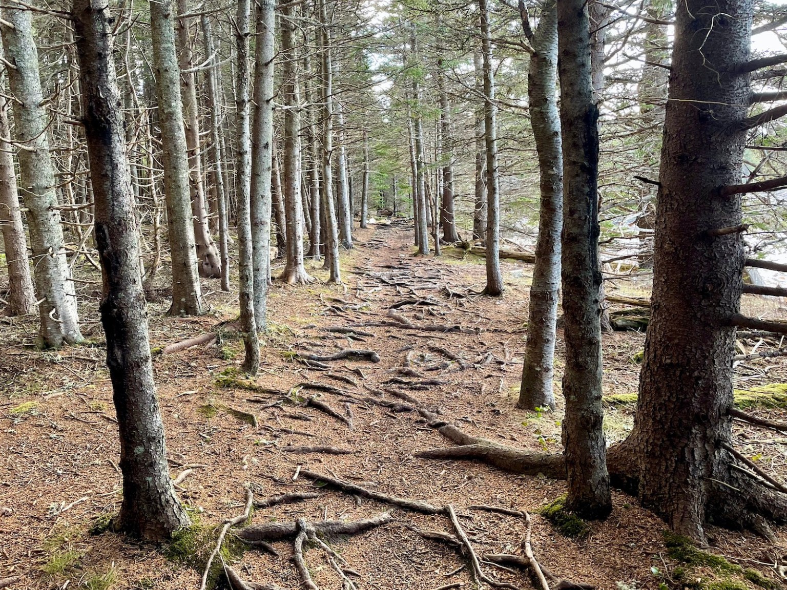 Barnaby Head Trail in New River Beach Provincial Park - Out & Across