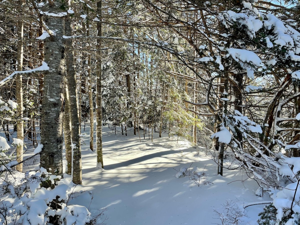 Sam Orr Pond Trail in the Caughey-Taylor Nature Preserve - Out & Across