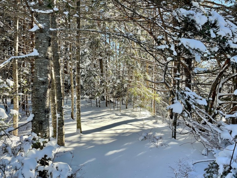 Sam Orr Pond Trail in the Caughey-Taylor Nature Preserve - Out & Across