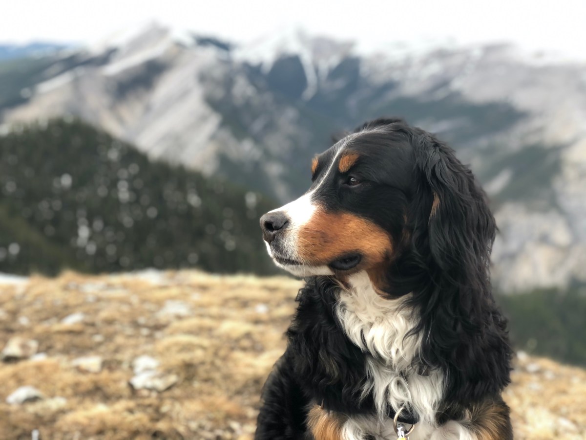 Prairie Mountain Hike Near Bragg Creek, Alberta - Out & Across