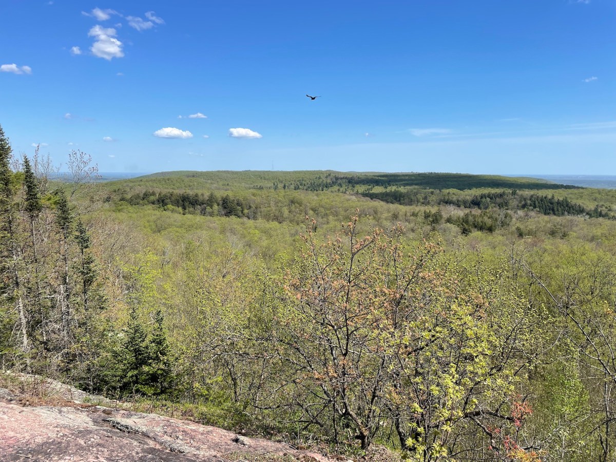 Wolf Trail: One of the Best Gatineau Park Trails - Out & Across