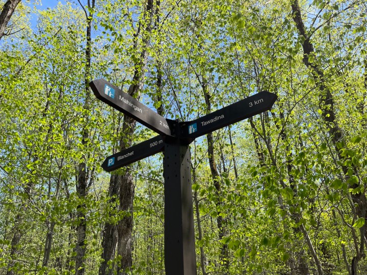 Wolf Trail: One of the Best Gatineau Park Trails - Out & Across