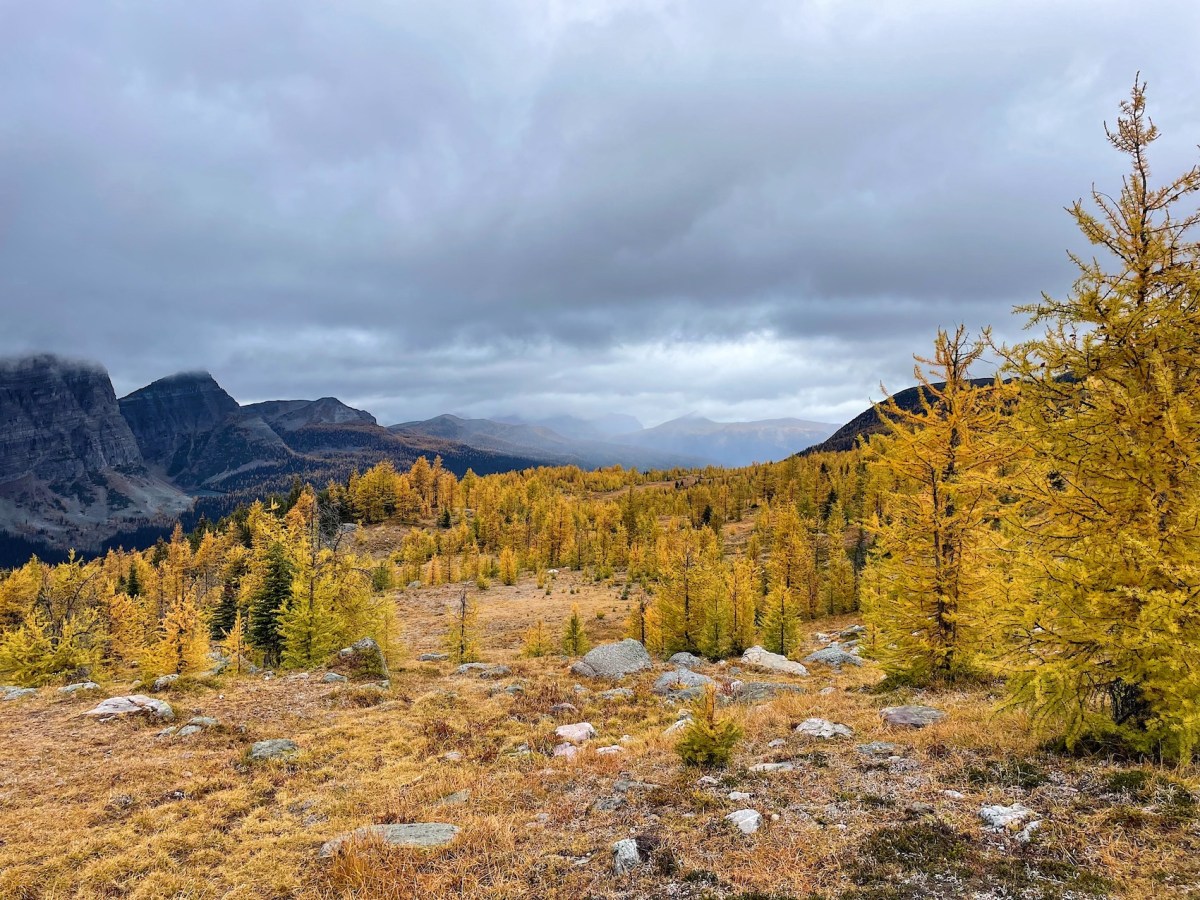 Healy Pass Trail in Banff National Park (Perfect Larch Hike!) - Out ...