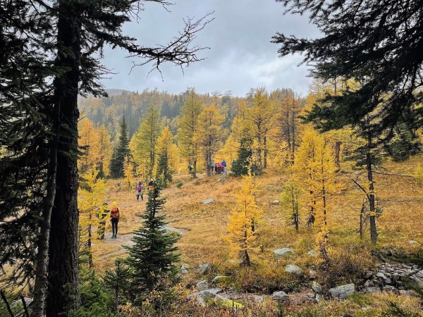 Healy Pass Trail in Banff National Park (Perfect Larch Hike!) - Out ...