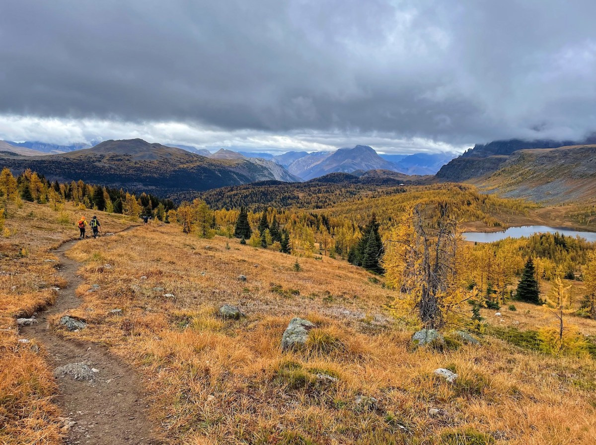 Healy Pass Trail in Banff National Park (Perfect Larch Hike!) - Out ...