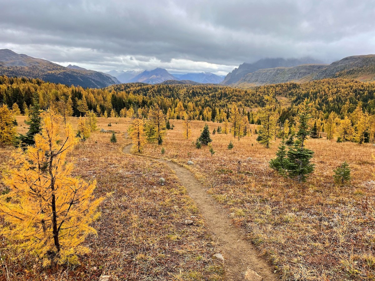 Healy Pass Trail in Banff National Park (Perfect Larch Hike!) - Out ...