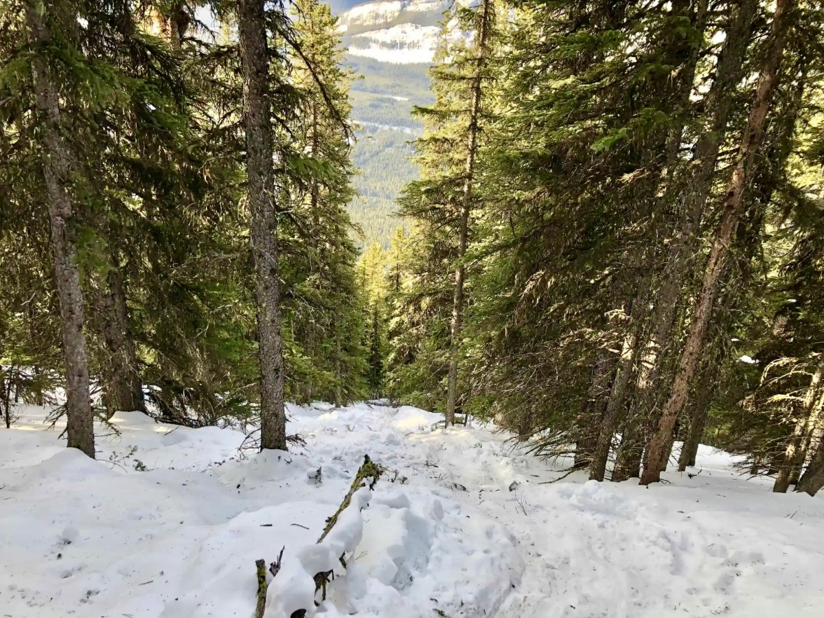 King Creek Ridge Hike in Kananaskis Country - Out & Across