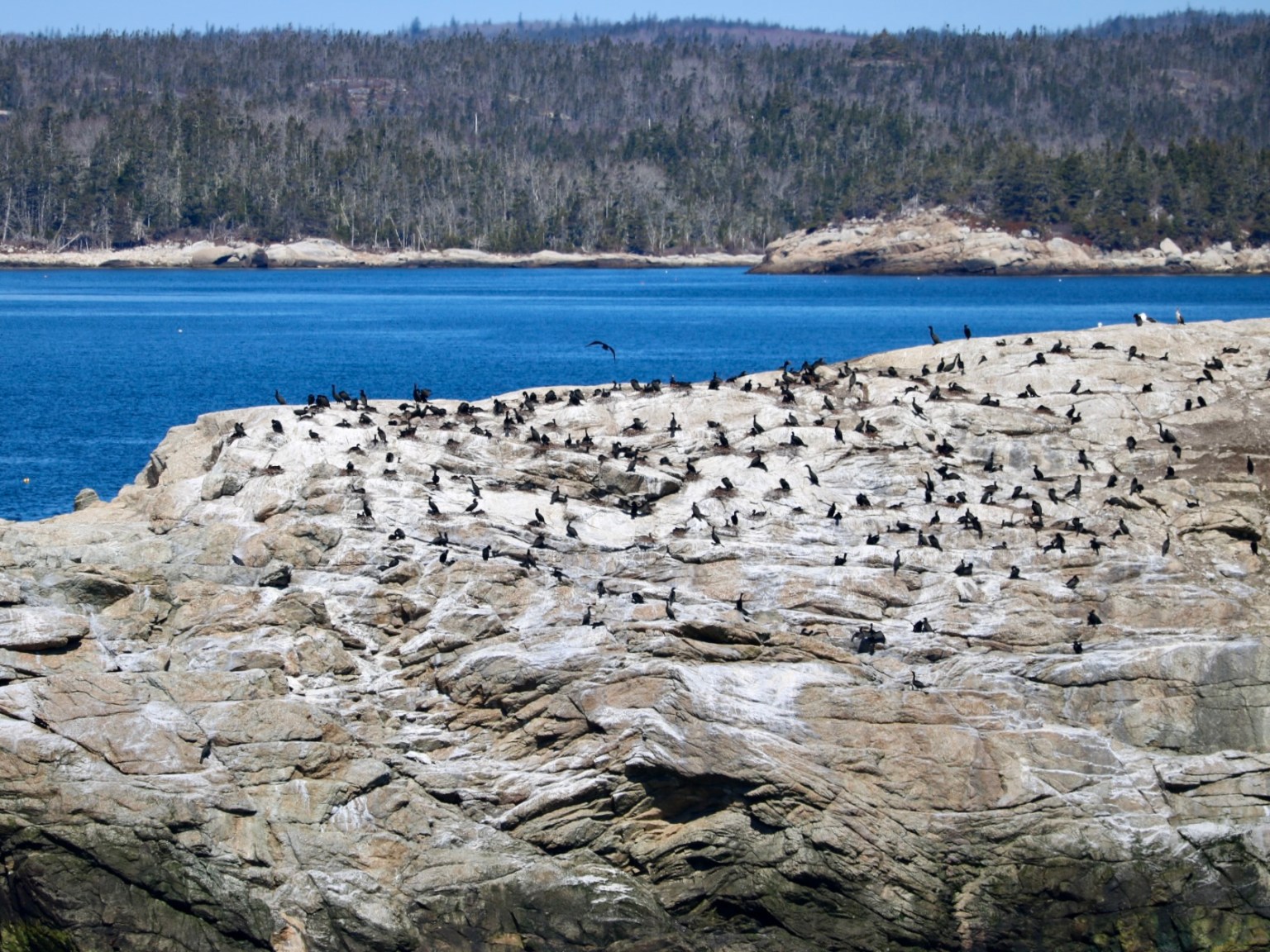 High Head Trail: Coastal Hiking Near Halifax, Nova Scotia - Out & Across
