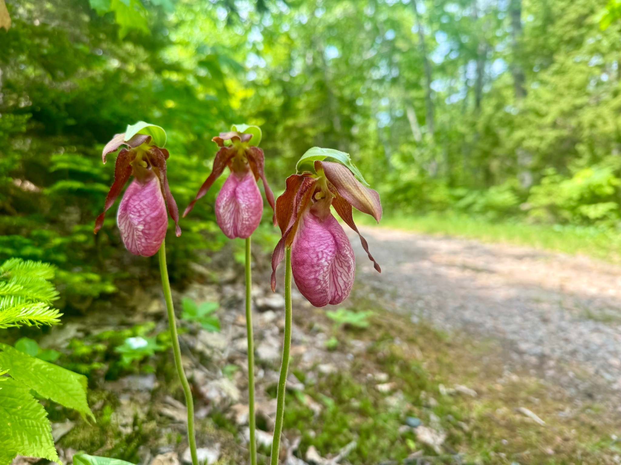 Franey Trail Hike in Cape Breton Highlands National Park - Out & Across